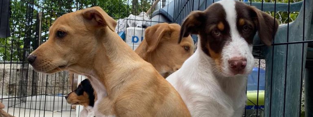 Rescue Puppies Bahamas to Canada